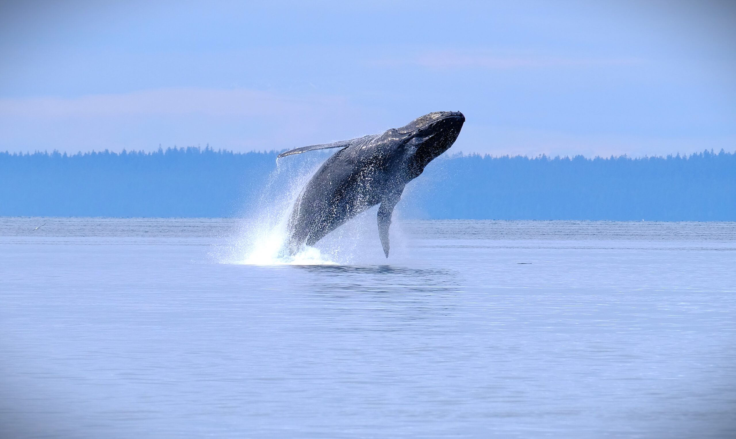 Breaching Humpback Whale - Spirit Walker Expeditions